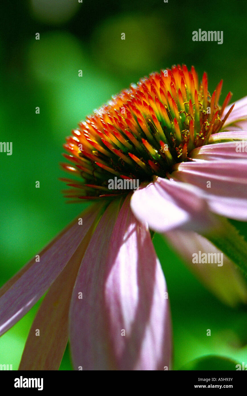 Rudbekia hi-res stock photography and images - Alamy