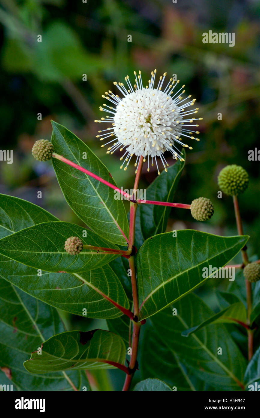 Ron bloom hi-res stock photography and images - Alamy