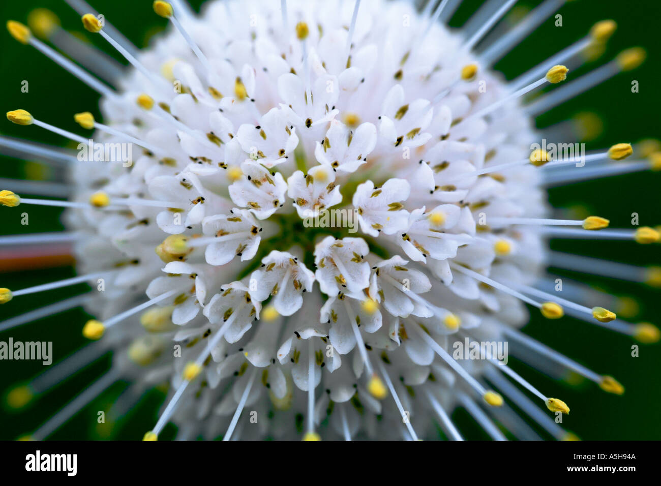 Ron bloom hi-res stock photography and images - Alamy