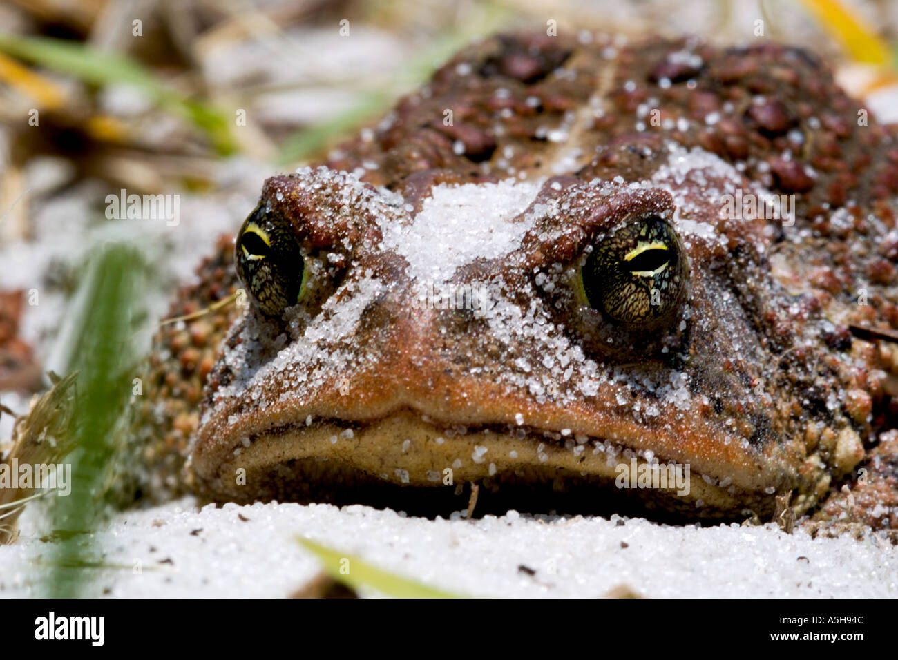 Ugly frog hi-res stock photography and images - Alamy