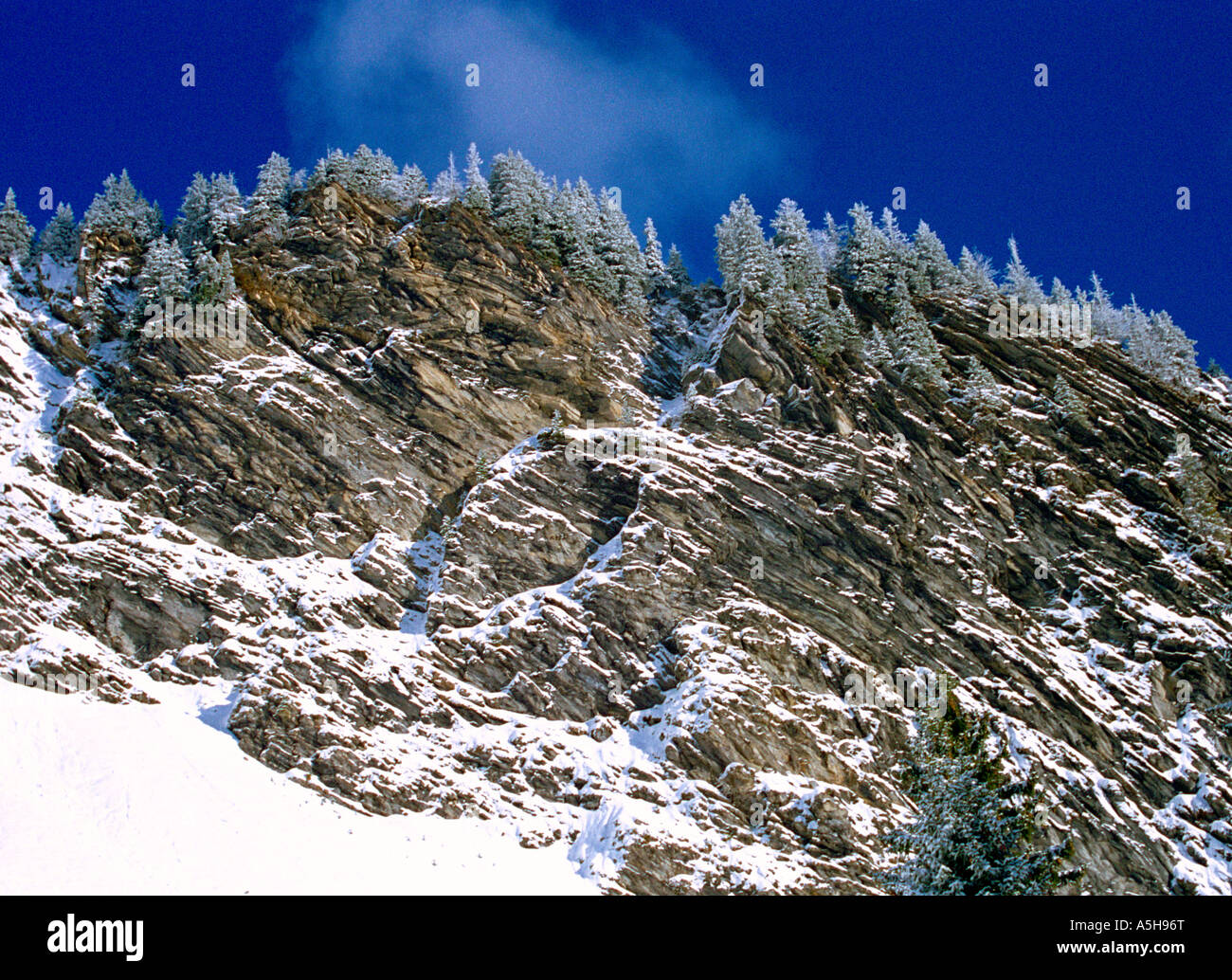 Pine trees on rock Stock Photo - Alamy