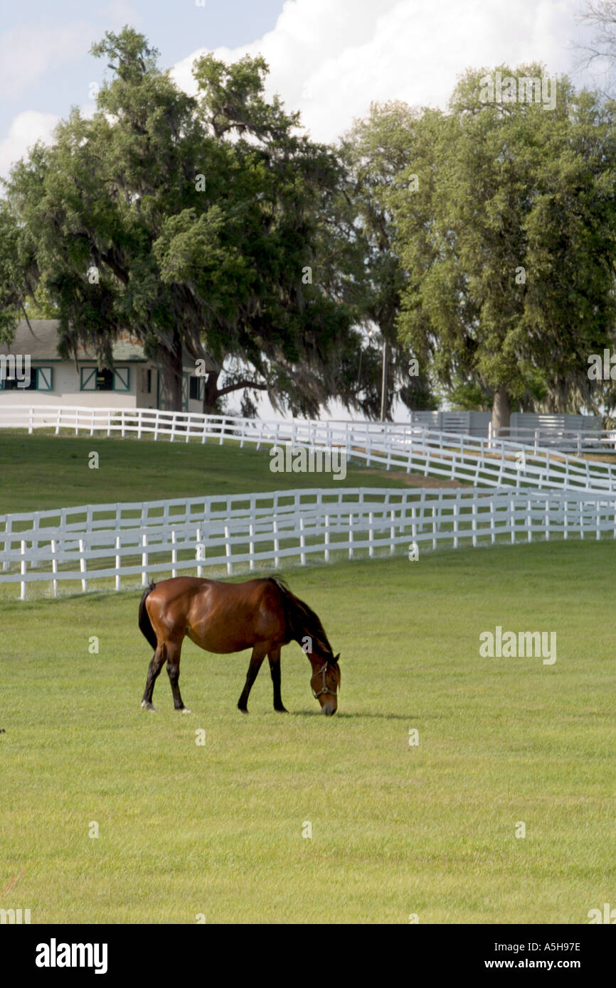 Florida Horse Pastures