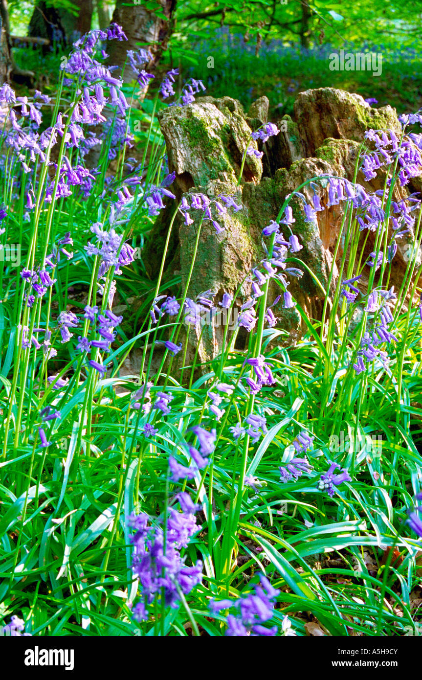 Bluebells around tree stump Stock Photo - Alamy