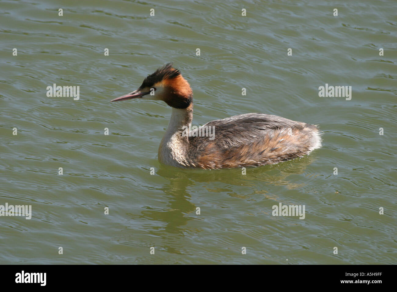 A great crested grebe in full summer plumage Stock Photo - Alamy