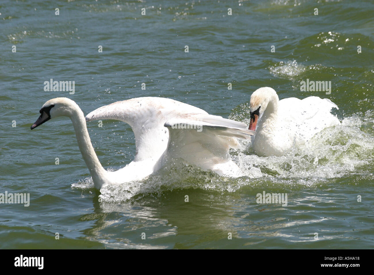 Mute swans fighting each other Stock Photo - Alamy