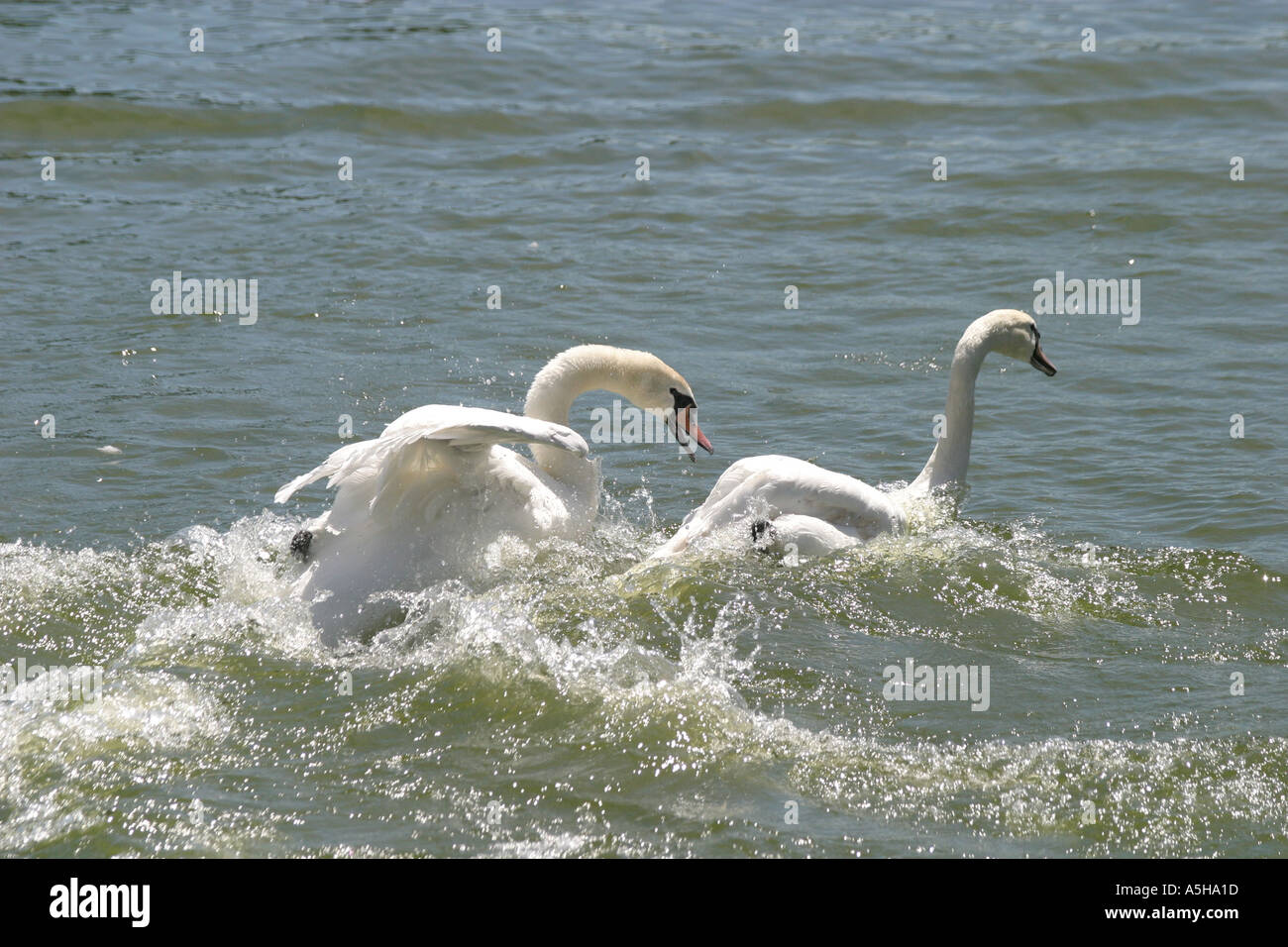 Mute swans fighting each other Stock Photo - Alamy