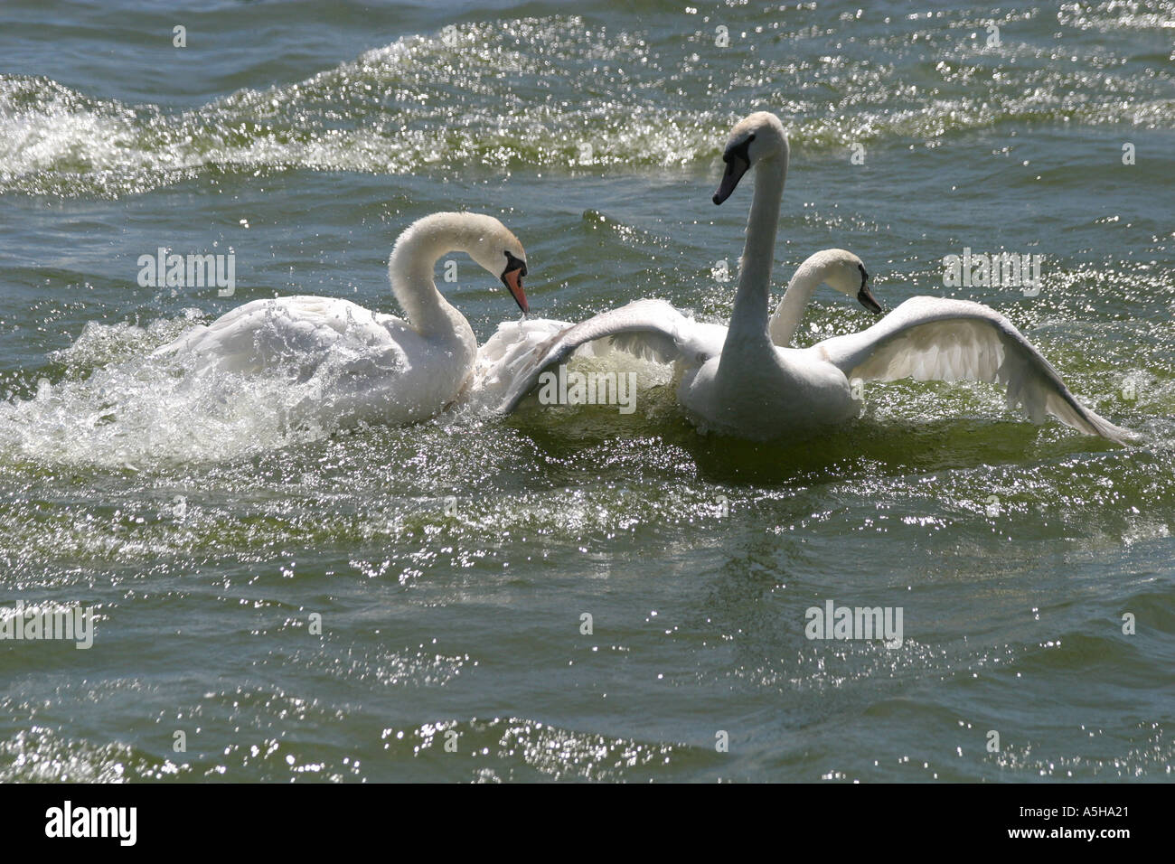 Foam fighting hi-res stock photography and images - Alamy