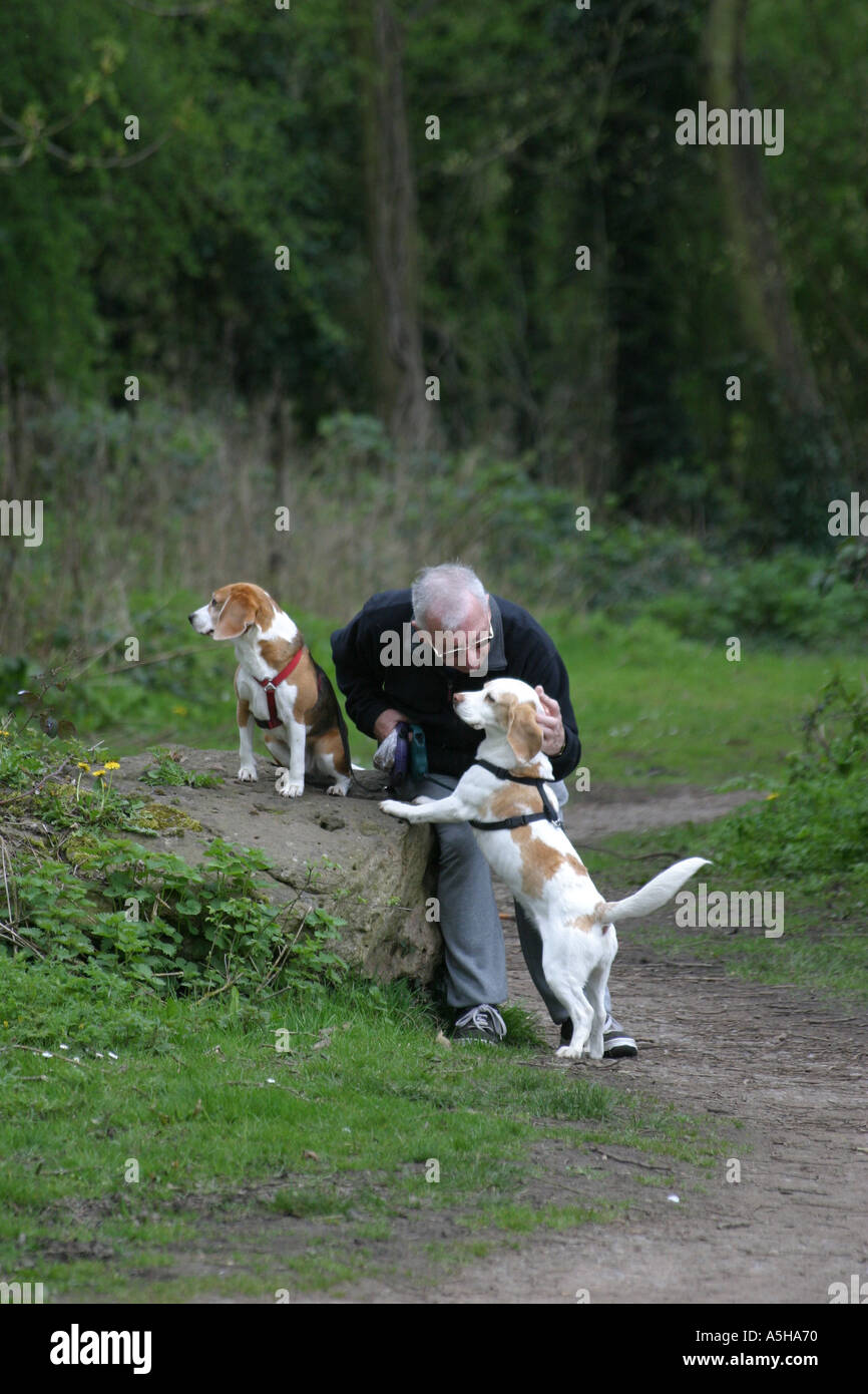 A man walking his two beagle dogs Stock Photo - Alamy