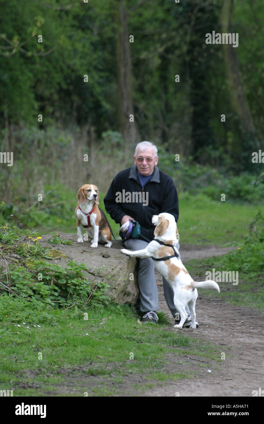 A man walking his two beagle dogs Stock Photo - Alamy
