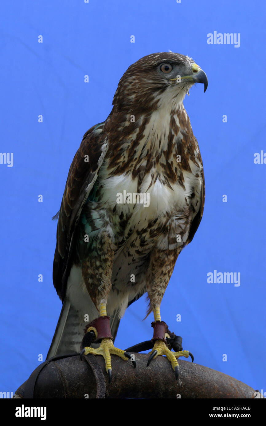 Buzzard pictures hi-res stock photography and images - Alamy