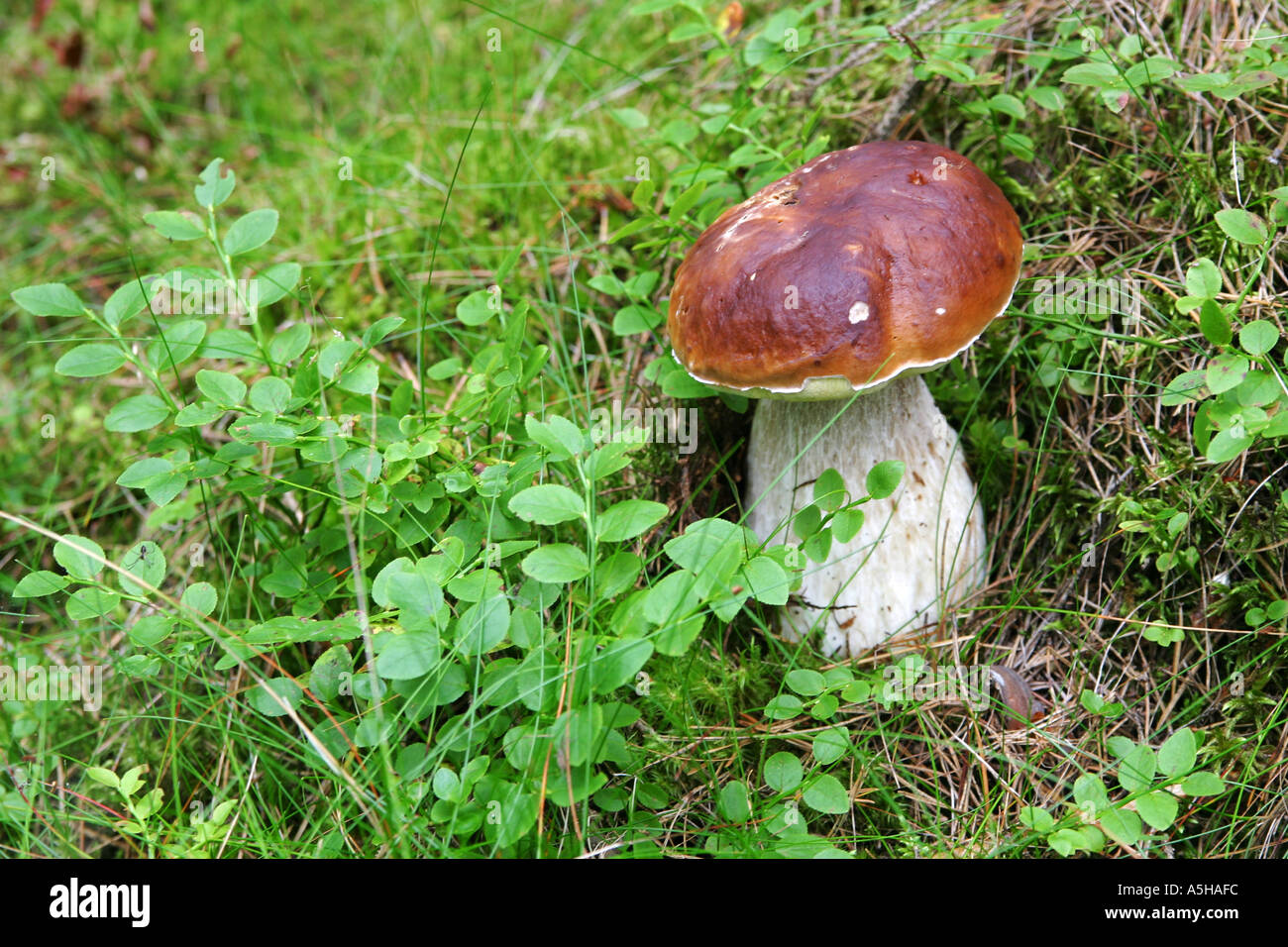 Boletus edulis - King Bolete growing in the Swedish woods Stock Photo ...