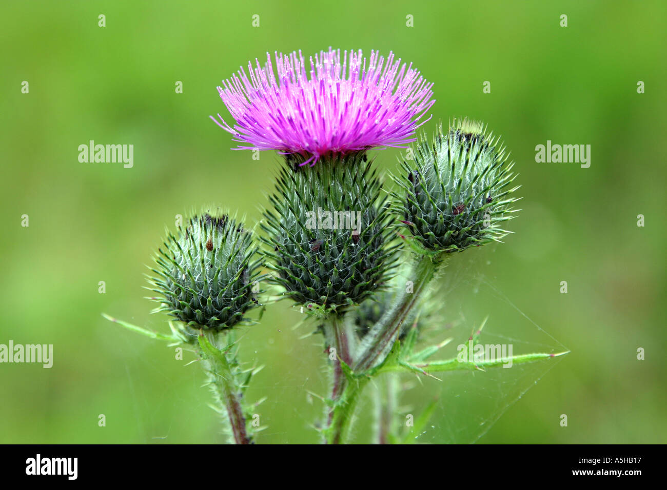 Thistle do hi-res stock photography and images - Alamy