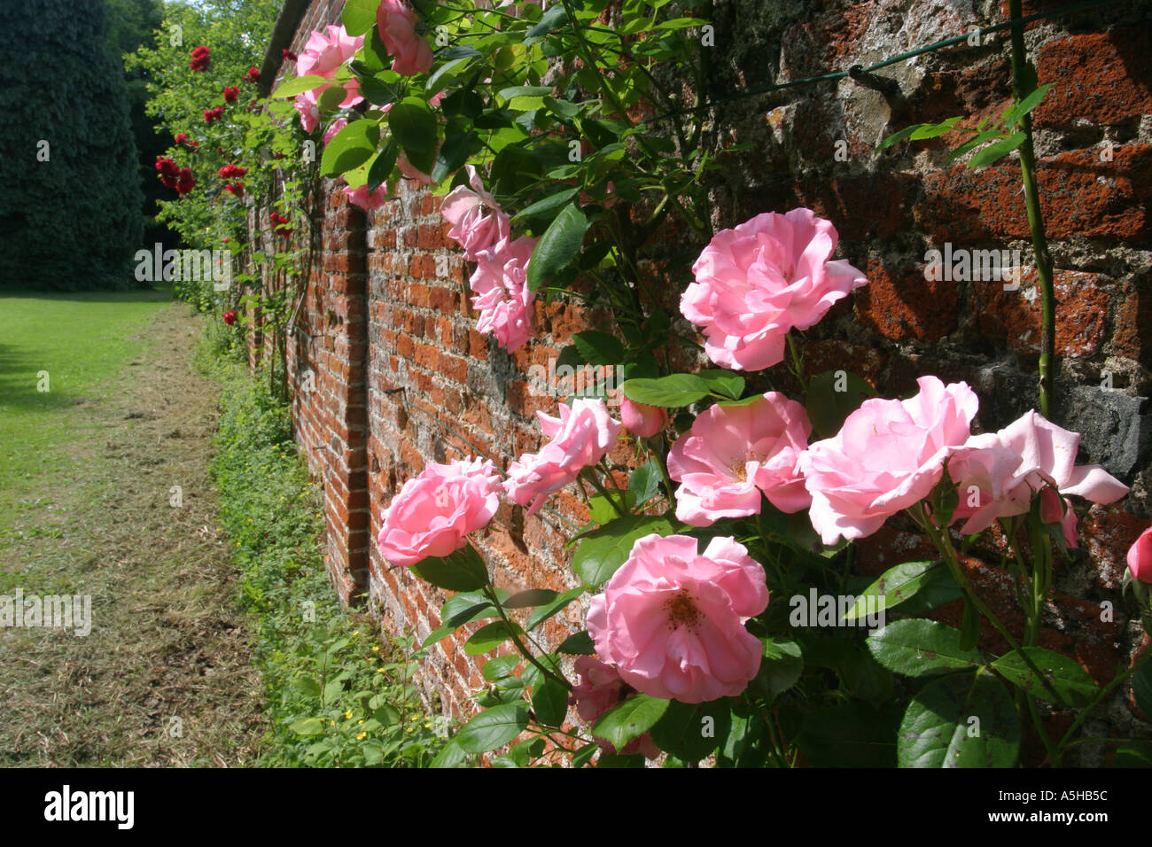Roses on the outside of a walled garden Stock Photo - Alamy