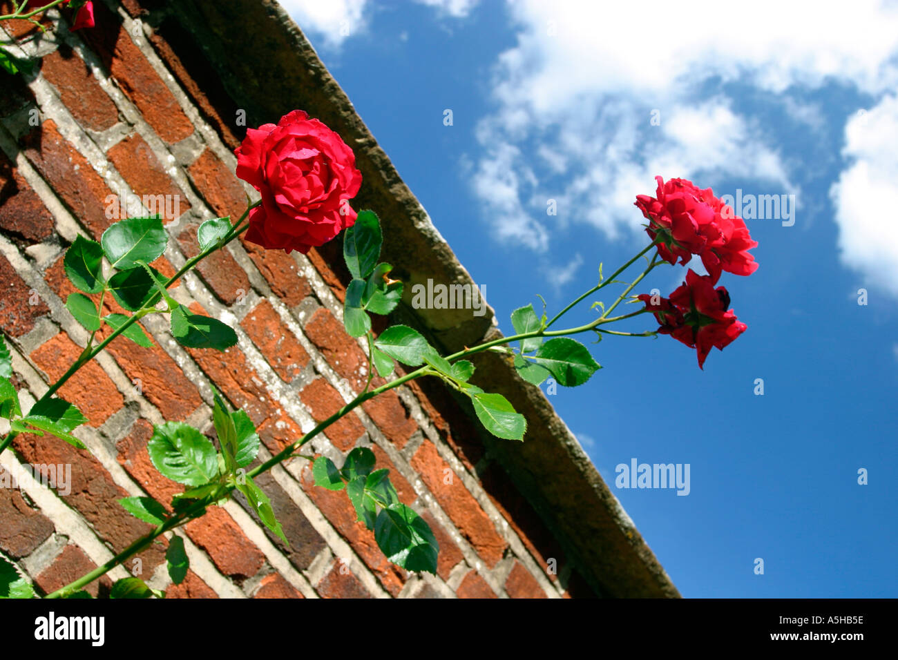 Roses on the outside of a walled garden Stock Photo - Alamy