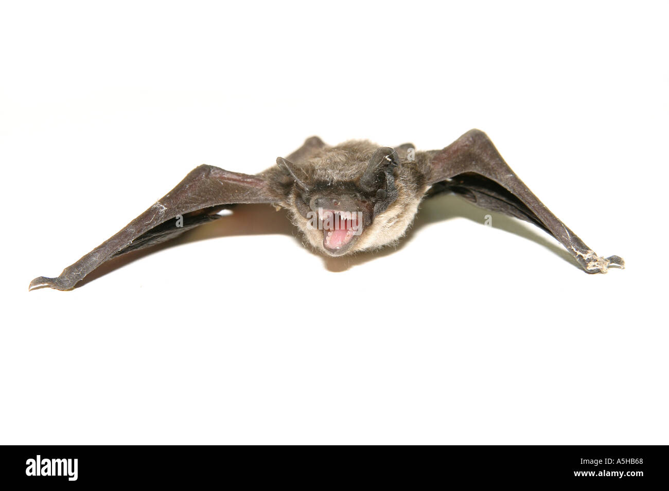 Bat animal cutout hi-res stock photography and images - Alamy