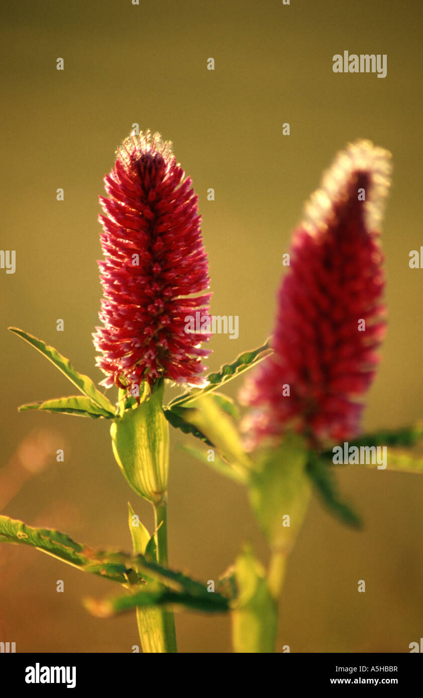 Red trefoil trifolium rubens hi-res stock photography and images - Alamy