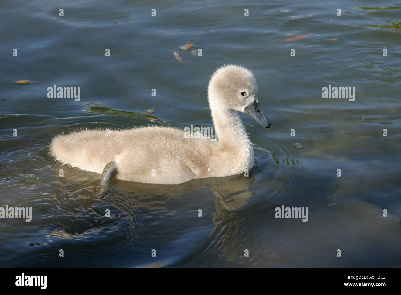 Child and swan hi-res stock photography and images - Alamy