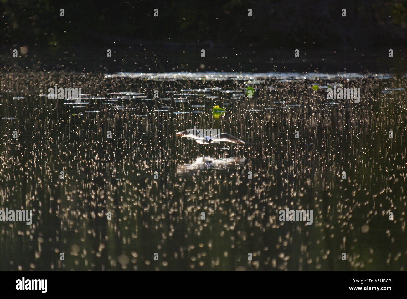 Gull eating insects from just above the surface Stock Photo - Alamy