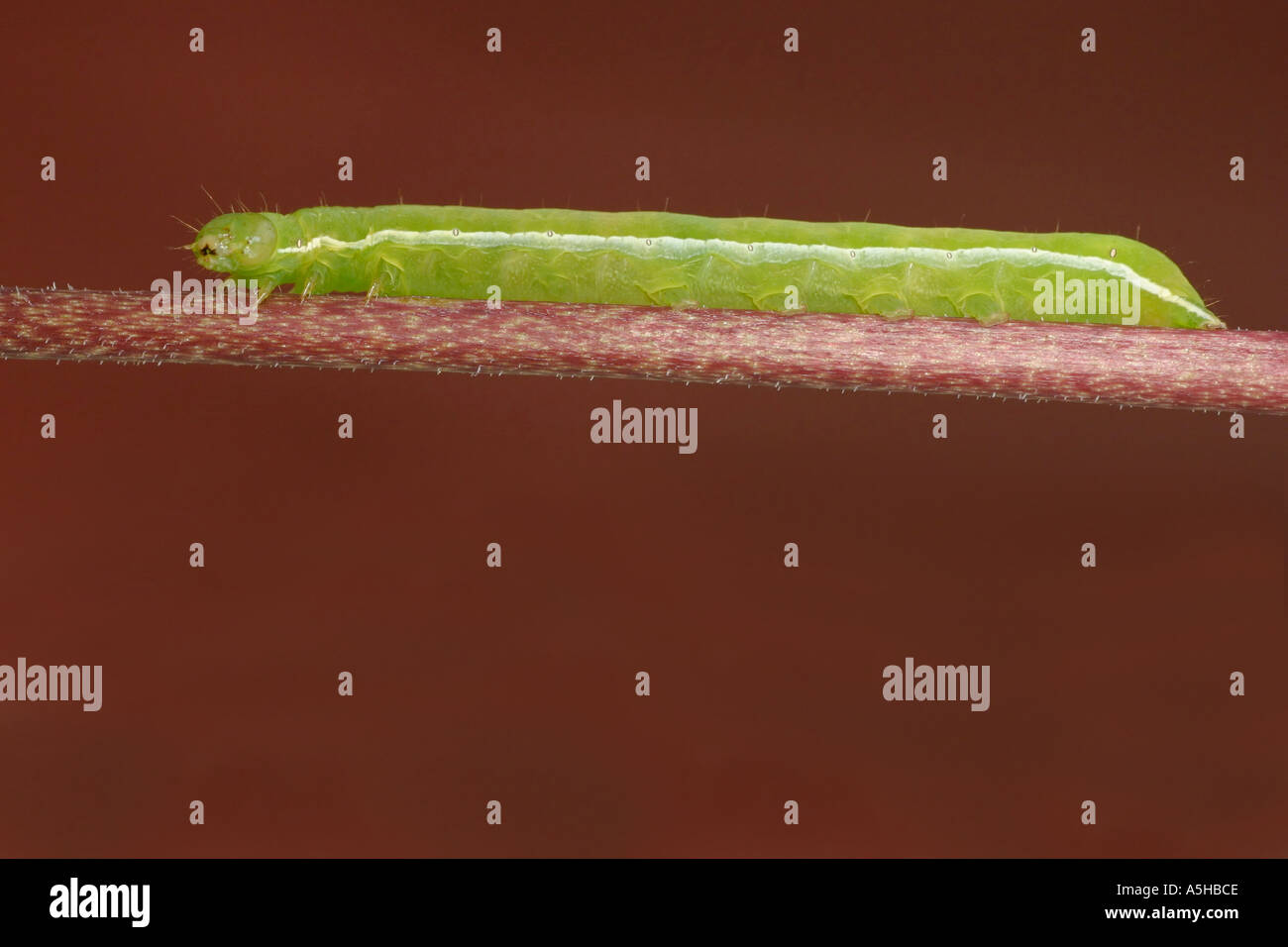 Red larvae hi-res stock photography and images - Alamy