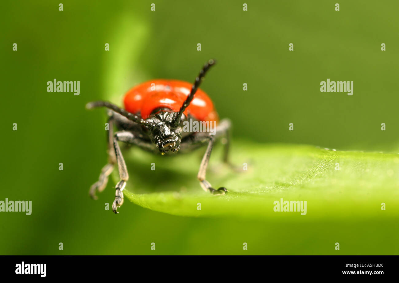 Lilioceris lilii lily beetle hi-res stock photography and images - Alamy