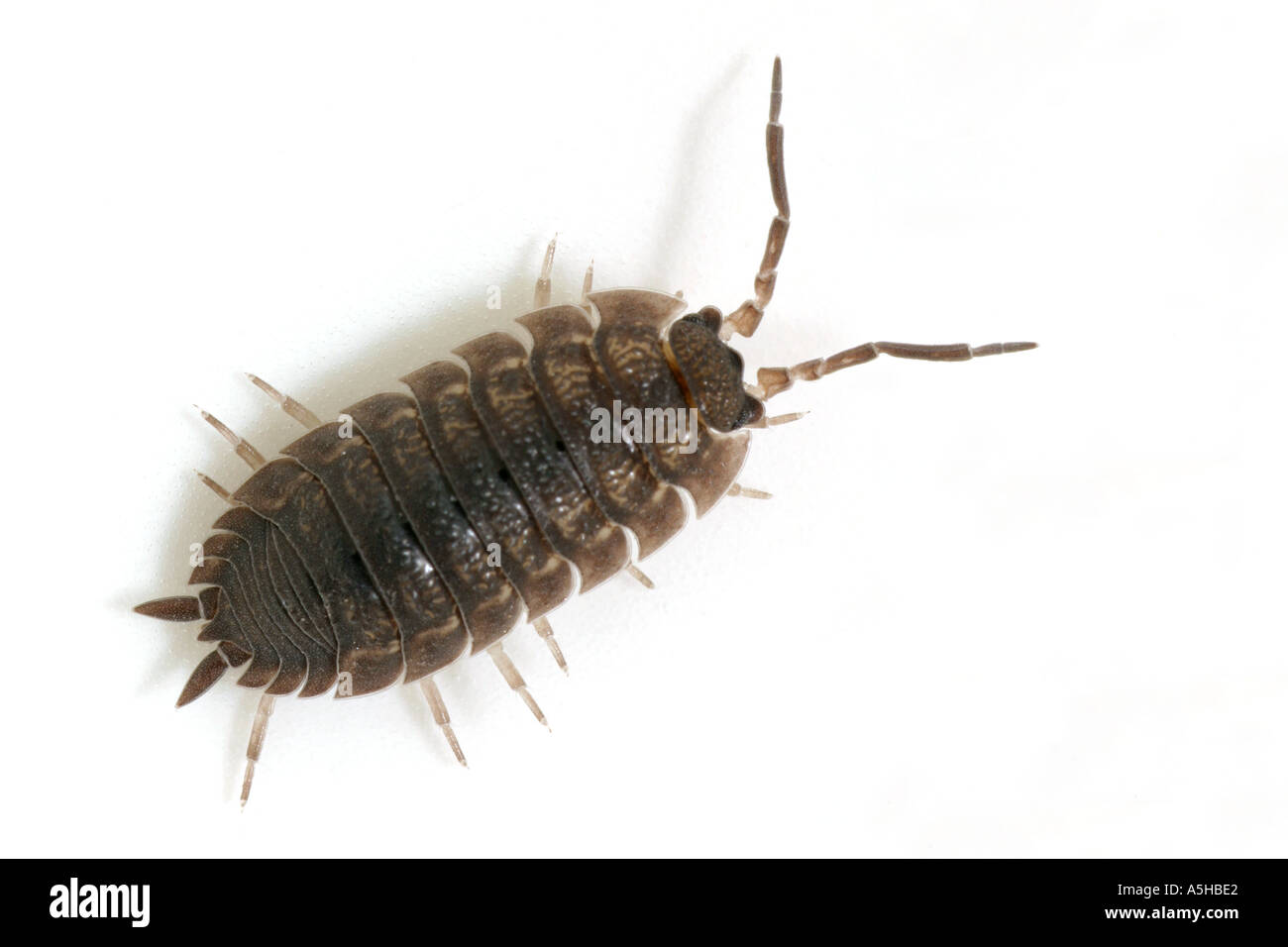 Woodlouse on white background Stock Photo - Alamy
