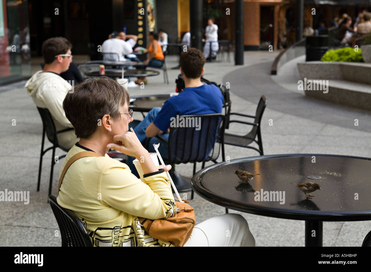 ILLINOIS Chicago Two sparrows on table in plaza outside John Hancock ...