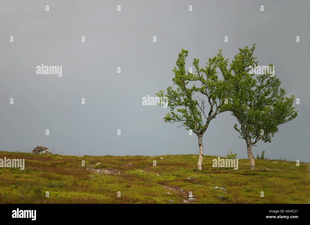 Birch trees in the Swedish mountains Stock Photo - Alamy