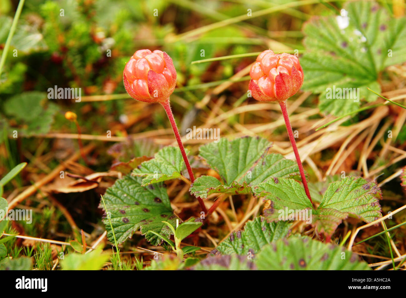 Cloudberries Stock Photos & Cloudberries Stock Images - Alamy