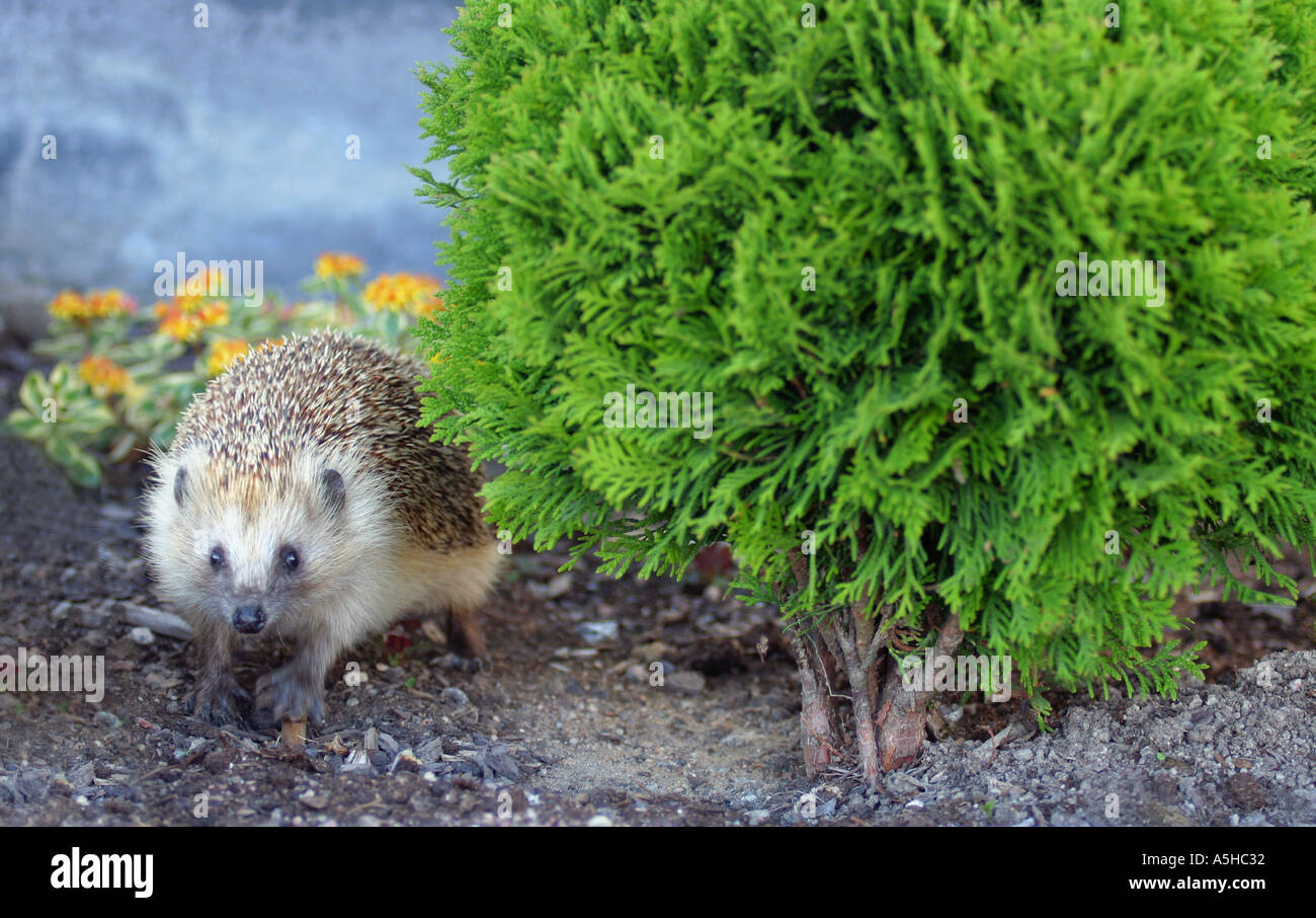 Hedgehog Hide High Resolution Stock Photography and Images - Alamy