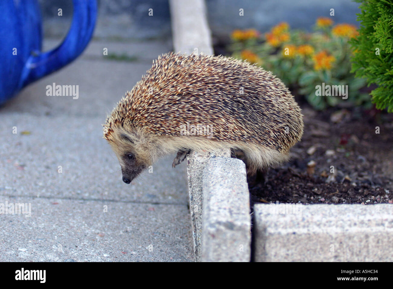 Climbing Hedgehog High Resolution Stock Photography and Images - Alamy
