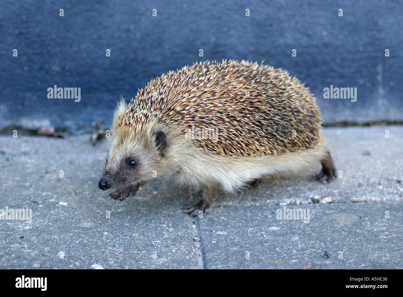 Hedgehog running hi-res stock photography and images - Alamy