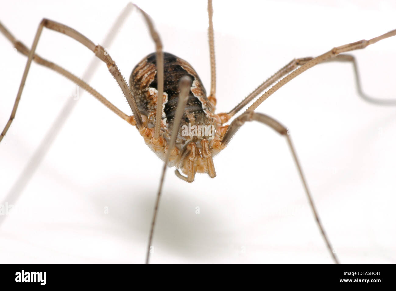 Opilione hi-res stock photography and images - Alamy