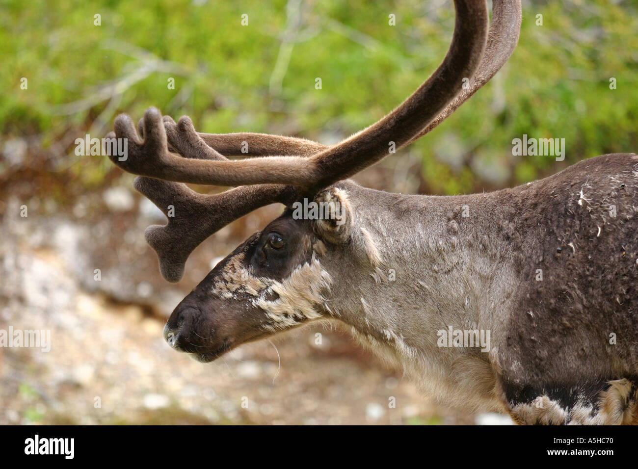 Male profile portrait hi-res stock photography and images - Alamy