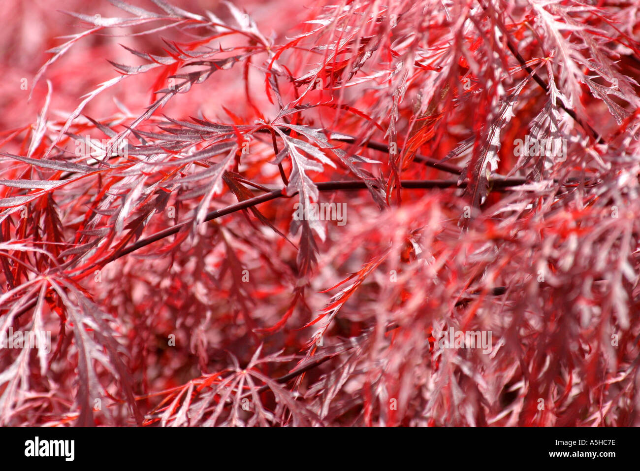 Red leafes hi-res stock photography and images - Alamy