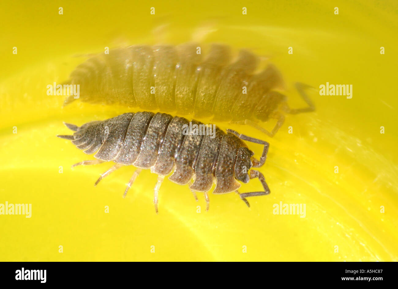 Common Rough Woodlouse Porcellio Scaber Stock Photo - Alamy