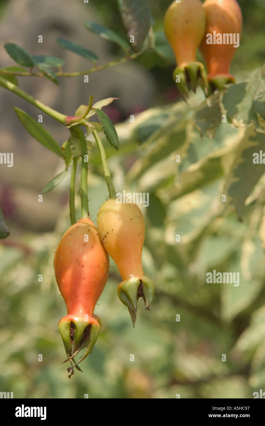 Rosa rugosa winter hi-res stock photography and images - Alamy