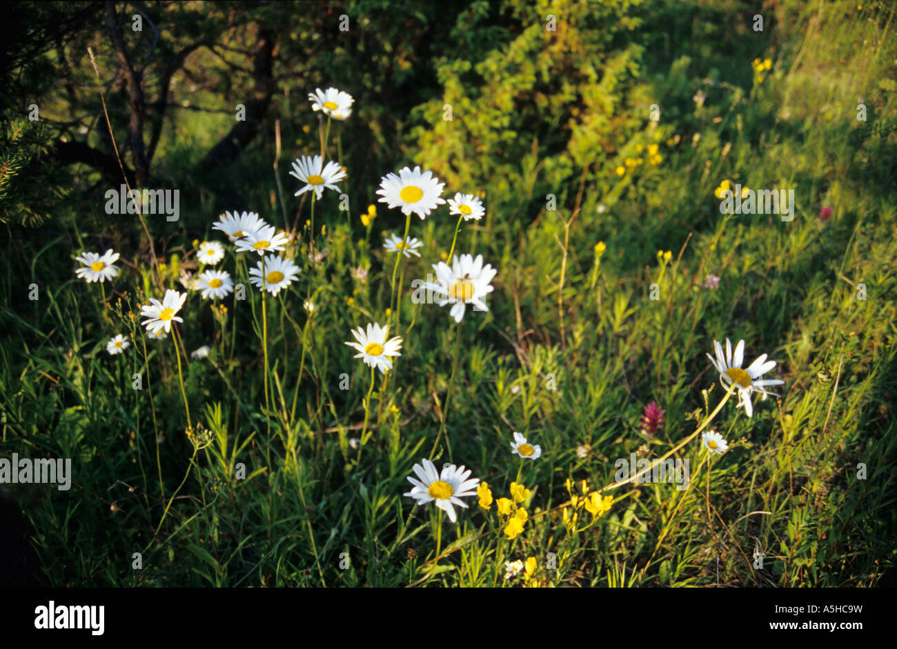 blooming Matricaria recutita , wild meadow Stock Photo - Alamy