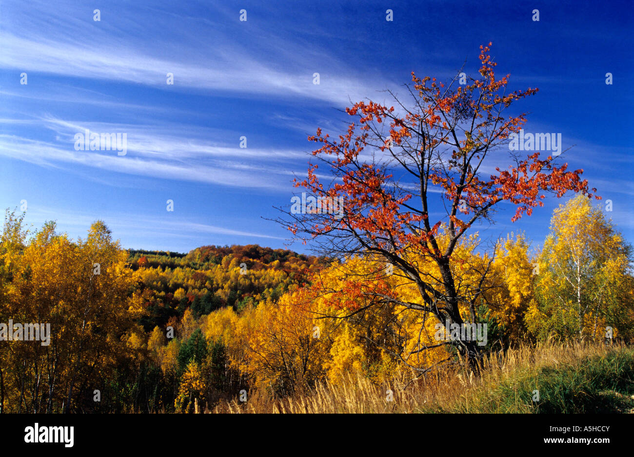 Pear Tree Autumn blue sky Poland Landscape Scenic Stock Photo - Alamy