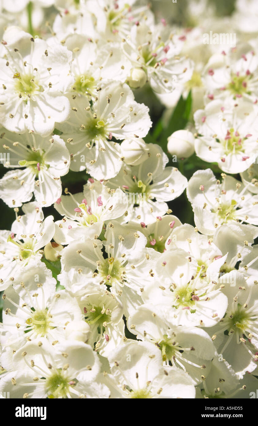 Hawthorne tree in blossom hi-res stock photography and images - Alamy