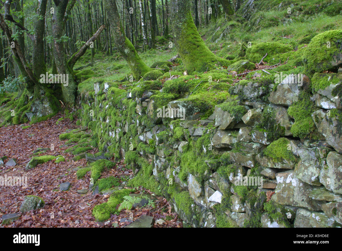 ENGLAND Cumbria Lake District National Park Moss covered dry stone wall ...