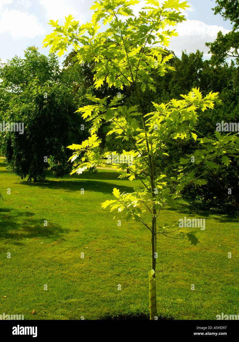 Wimpole Estate Cambridgeshire Stock Photo - Alamy
