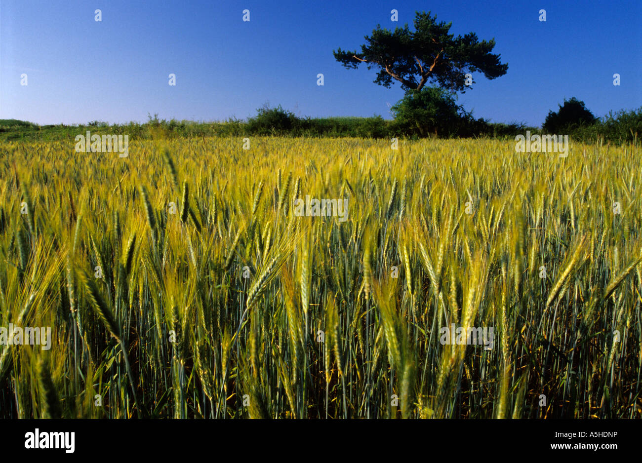 Roztocze Region in South East Poland Stock Photo - Alamy