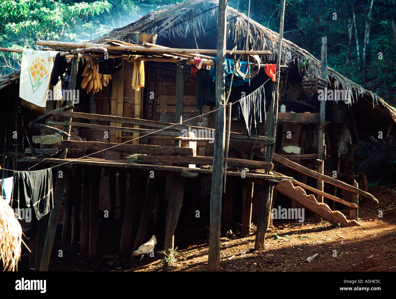 A house in the rainforest Stock Photo - Alamy