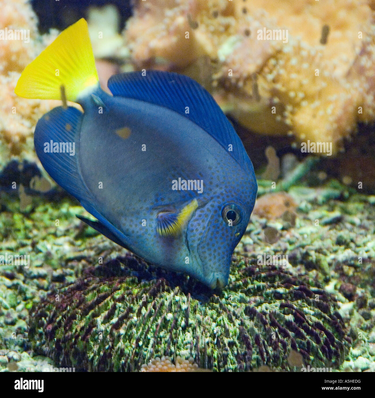 Blue exotic fish Stock Photo - Alamy