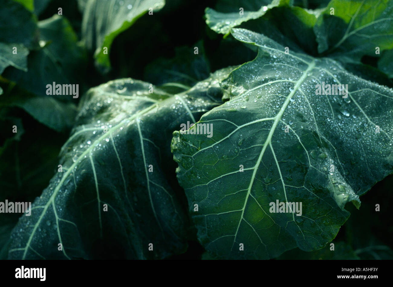 Kale fodder hi-res stock photography and images - Alamy