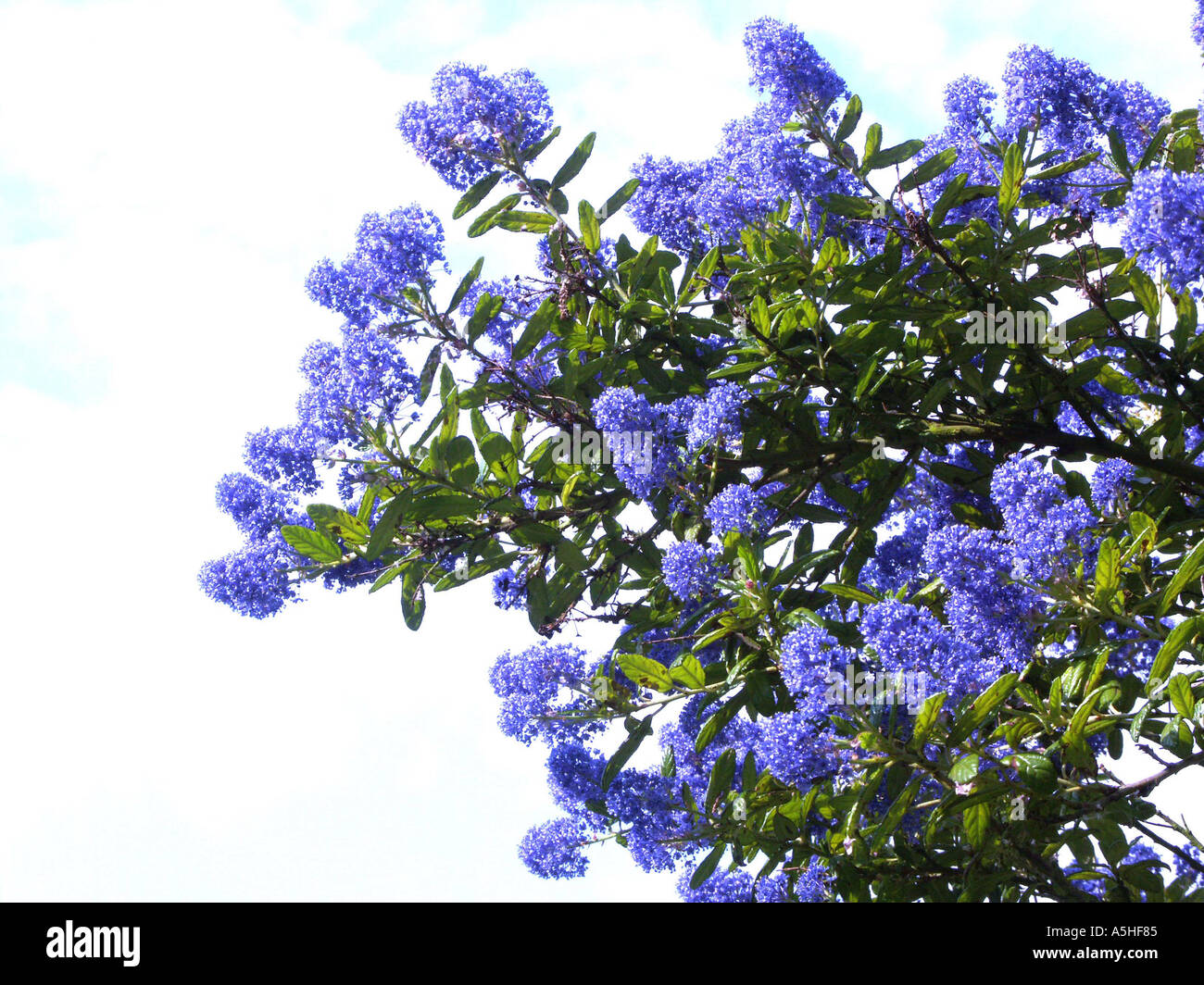 Blue Ceanothus Shrub Stock Photo - Alamy