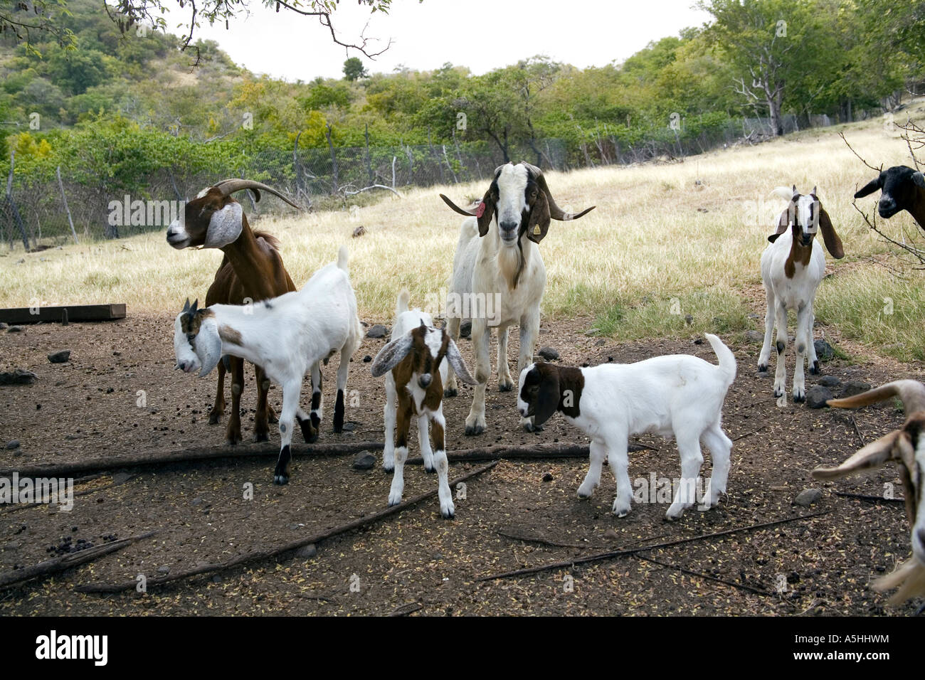 Caribbean goats hi-res stock photography and images - Alamy