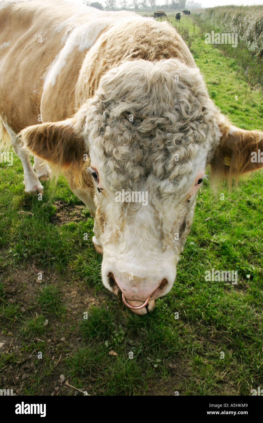 Hereford bull nose ring hi-res stock photography and images - Alamy