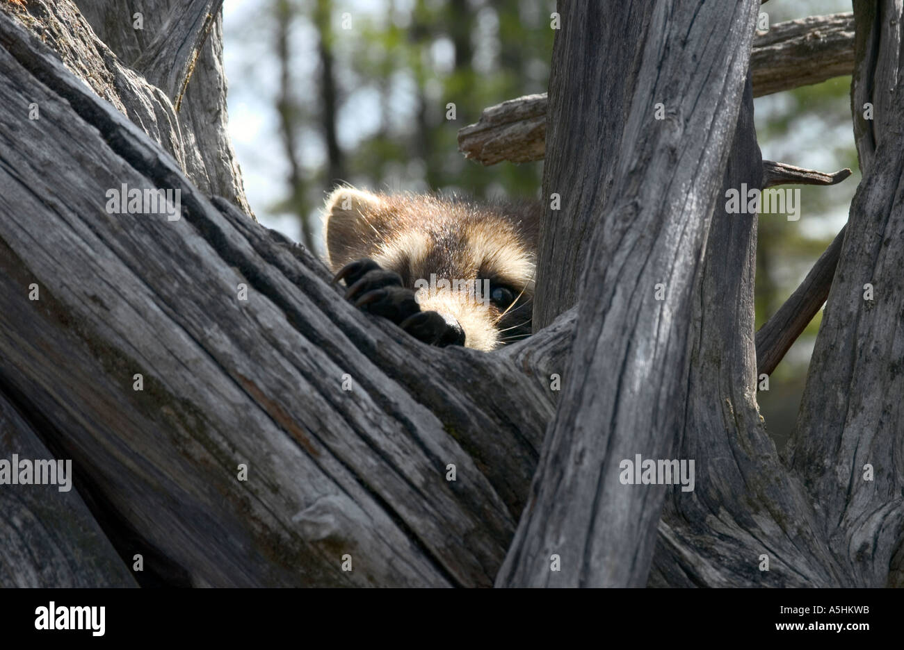 Curious animal face Stock Photo - Alamy