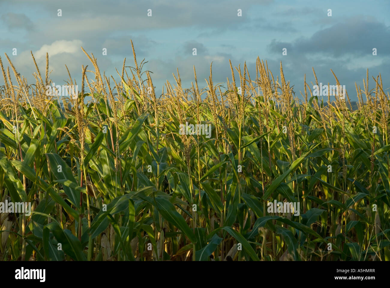 Agriculture or farming uk hi-res stock photography and images - Alamy